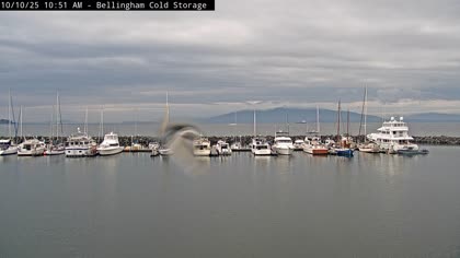 Bellingham - Squalicum Harbor, Waszyngton (USA) - kamery internetowe ...